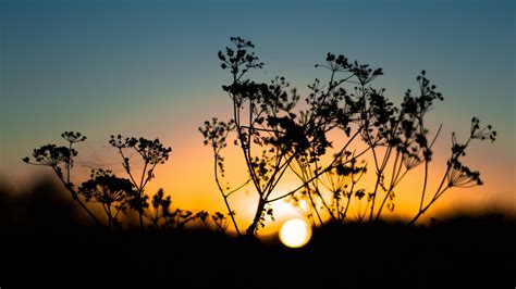 Grass Sunset Sky Sun Blur 4k Hd Wallpaper
