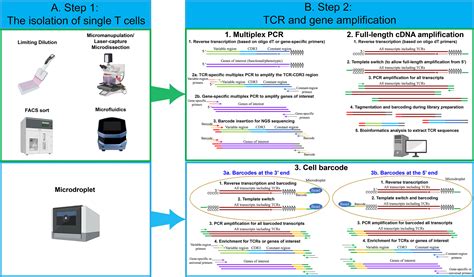 Frontiers Single Cell Tcr And Transcriptome Analysis An
