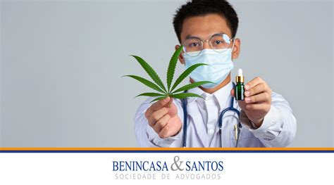 Importação De Cannabis Medicinal Motiva Viagem De Lula A Colômbia