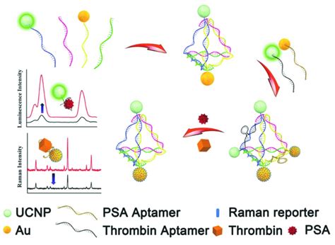Working Principle Of The Assembly Process Of The Pyramid And The Download Scientific Diagram