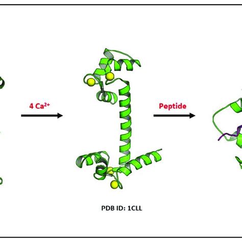 The 3d Illustrations Show The Flexibility Of Calmodulin In Binding To 4
