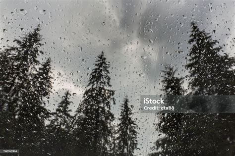 산에서 오두막 창에서 전나무 나무의 아름 다운 보기 비 방울에 덮여 여름에 비 구름 0명에 대한 스톡 사진 및 기타 이미지