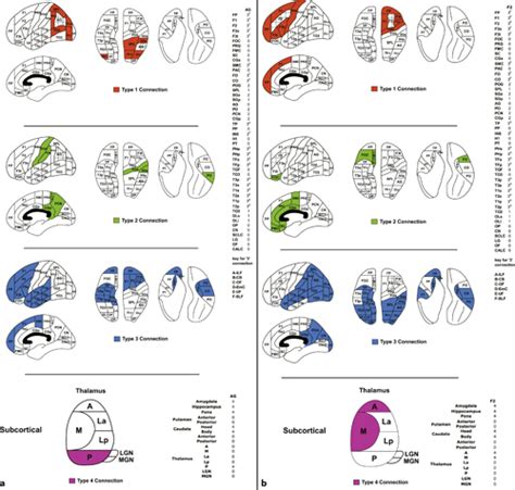 A Proposed Human Structural Brain Connectivity Matrix In The Center For Morphometric Analysis