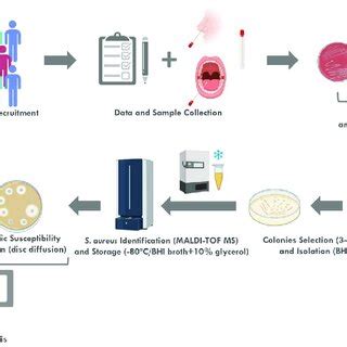 Schematic Representation Of The Methodology Used In This Study Download Scientific Diagram