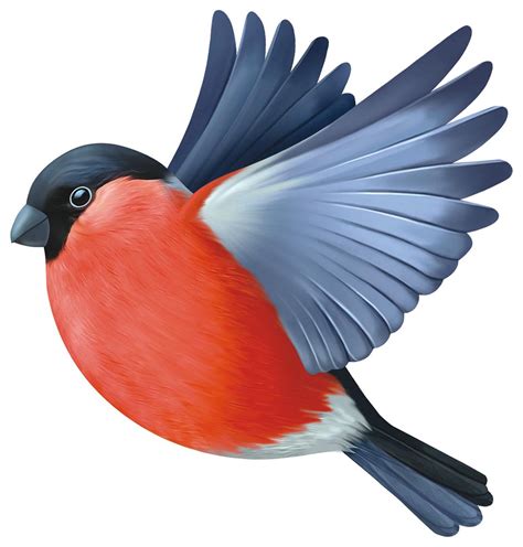 Картинки Снегири для детей 50 рисунков Zamanilka