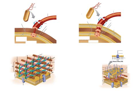 Gram Neg And Pos Cell Walls Diagram Quizlet