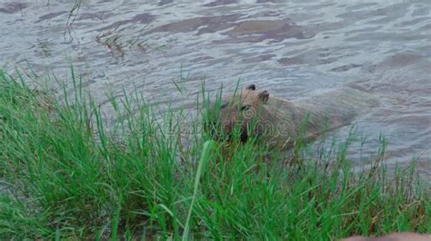 The Largest Rodent In The World Capybara In A City By The River Stock