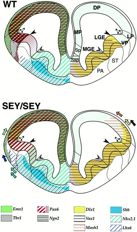 Pax6 Modulates The Dorsoventral Patterning Of The Mammalian
