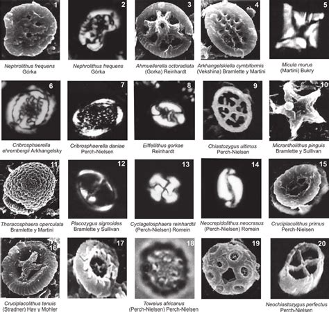 Nanofósiles Calcáreos De La Provincia Del Neuquén Cretácico Tardío Y