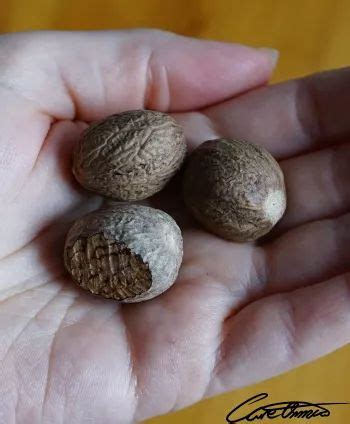 How To Use Nutmeg Safely Read This Before Using It You Need Only