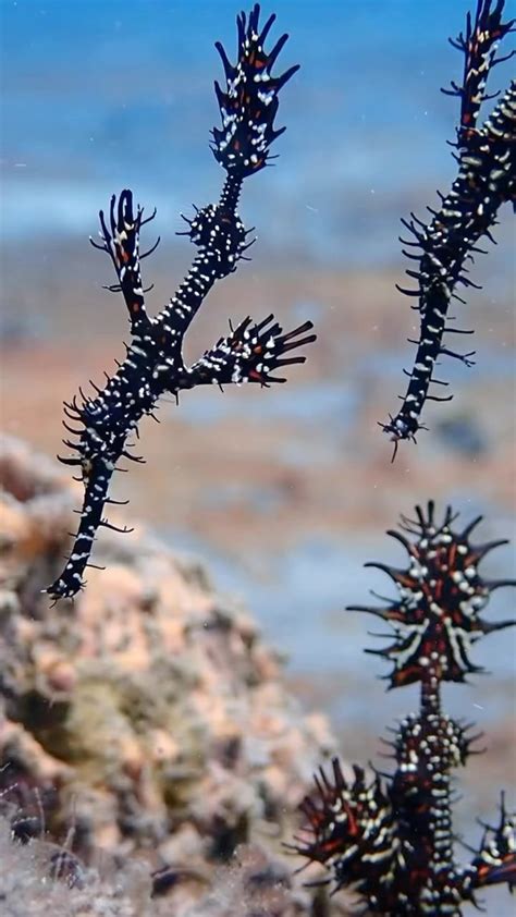 The Ornate Ghost Pipefish Or Harlequin Ghost Pipefish Solenostomus