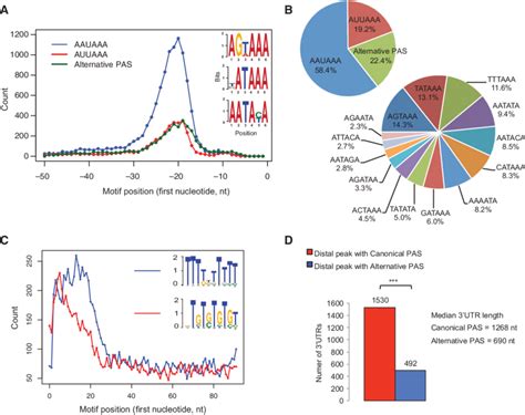 Characterization Of Sequence Elements Surrounding The Polyadenylation