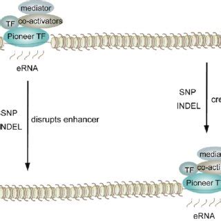 SNP And INDELs Can Disrupt TF Binding Motifs In Existing Enhancers Or