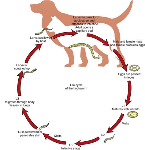 Toxocara Cati Life Cycle