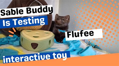 Fluffee Toy And Buddy The Sable Youtube