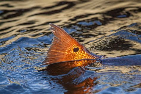 Florida S Redfish Are Also On Drugs Hatch Magazine Fly Fishing Etc