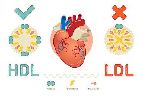 What Is Cholesterol And How Does It Impact Your Health Ocean Robbins