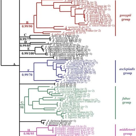 phylogenetic tree of analysis inferred from mrbayes of coi support