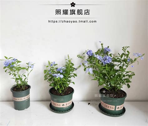 蓝雪花盆栽花苗大苗半爬藤庭院阳台攀援四季花卉蓝色花苞好养活 虎窝淘