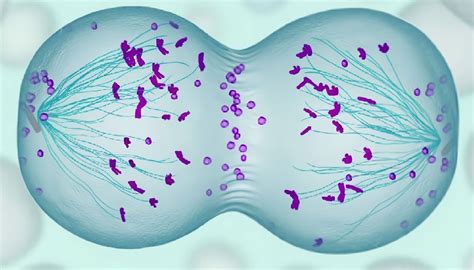 División Celular Y Genes