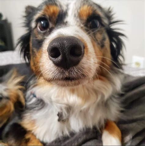 Nosey Mini Aussie Snoot R Snoots