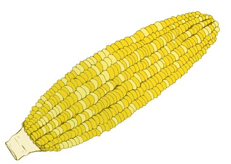 とうもろこしのイラスト 美味しそうなコーンのフリー素材 チコデザ