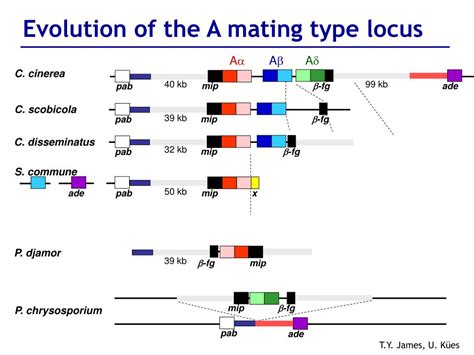 Ppt Annotation Mating Type A Locus Powerpoint Presentation Free Download Id3221024