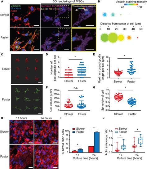 Matrix Viscoelasticity Modulates Cell Morphology And Actin Download Scientific Diagram
