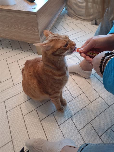 메이플스토리 인벤 냥이 메이플스토리 인벤 자유게시판 구