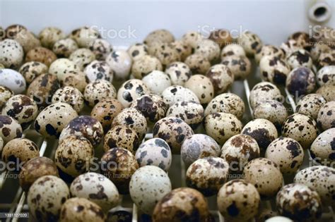 흰색 배경 컷아웃에 고립 된 나무 그릇에 메추라기 계란 가금류에 대한 스톡 사진 및 기타 이미지 가금류 갈색 개념