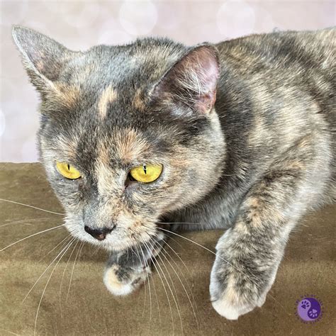 Tortoiseshell And White Cat