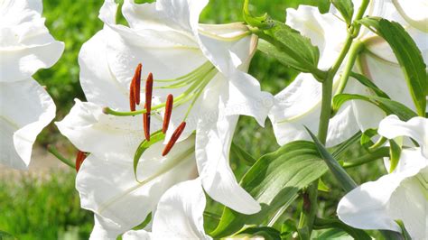 纯白色百合花jpg格式图片下载 熊猫办公