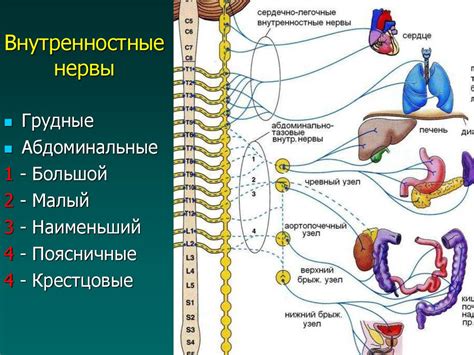 Автономная нервная система вегетативная висцеральная Главные функции АНС презентация онлайн