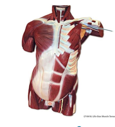 Pre Lab Assignment Trunk And Arm Muscles Flashcards Quizlet
