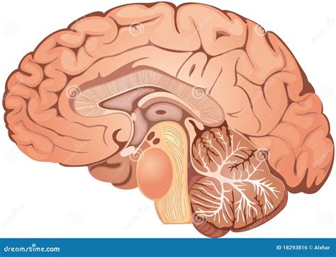 Midbrain Cross Section Anatony Human Inner Organ Scheme With Superior Vector Illustration