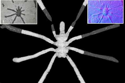 Extremely Rare Fossils Of 160 Million Year Old Sea Spider And Its Diversity By The Jurassic