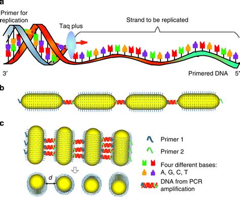 Schematics For Pcr Assembly Of Au Nrs A Pcr Replication Procedure In
