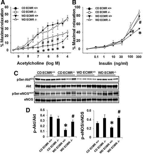 Endothelial Mineralocorticoid Receptor Mediates Diet Induced Aortic