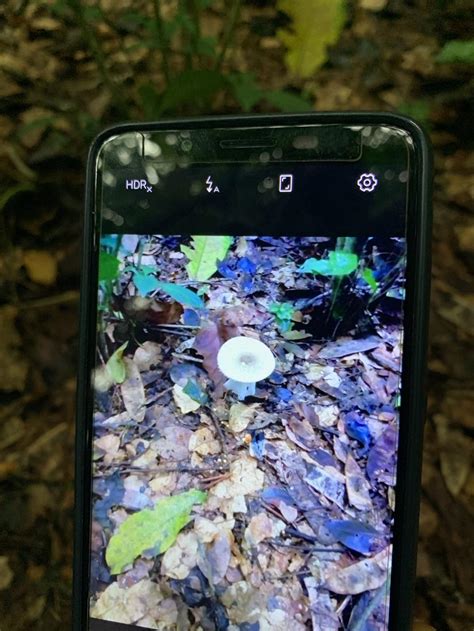 taking a photo, smartphone, camera, photographer, filming, garden, farm ...