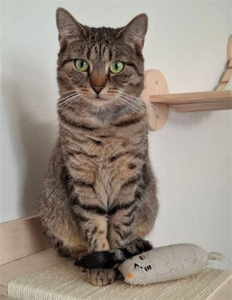 Learn Css Flexbox By Building A Photo Gallery Step 21 Html Css The Freecodecamp Forum