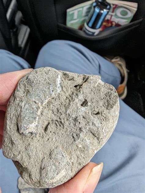 Portmuck Ireland Fossil Id R Fossilid