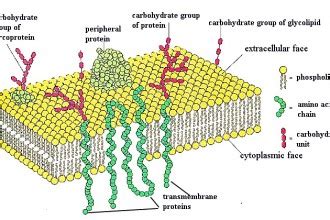 Plasma Membrane Cell Function Pic 2 Biological Science Picture Directory Pulpbits Net