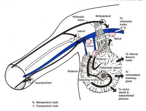 Doctors Gates Lymphatic Drainage In Axillary Lymph Nodes
