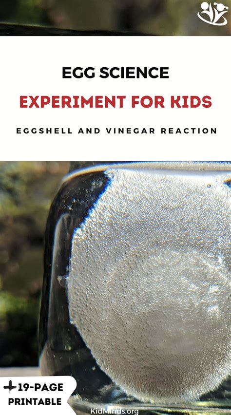 Egg Science Can Vinegar Dissolve Calcium In An Eggshell Egg In
