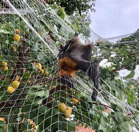 Fruit Trees Home Gardening Apple Cherry Pear Plum Bird Netting For Fruit Trees Australia