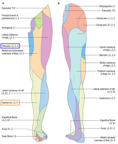Obturator Nerve Distribution