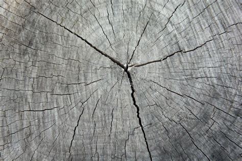 Stump Of Tree Cross Section Of A Tree Trunk Stock Image Image Of Timber Wood 193396353