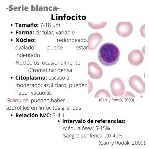 Linfocito Hematología Libros de histologia Notas de biología