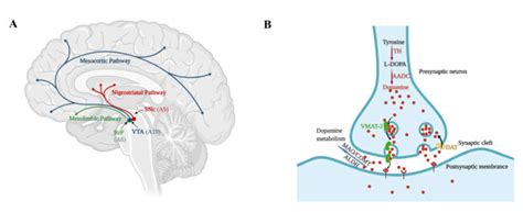 Development And Differentiation Of Midbrain Dopaminergic Neuron From