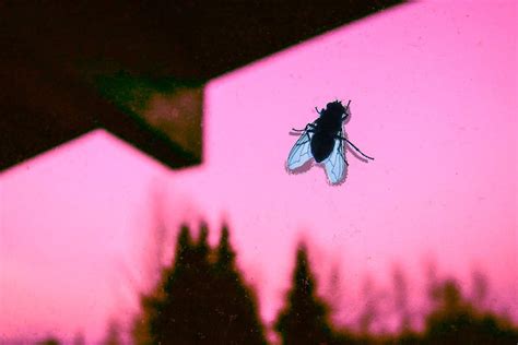 Tiny Black Bugs In House Near Window Australia Rossie Bach